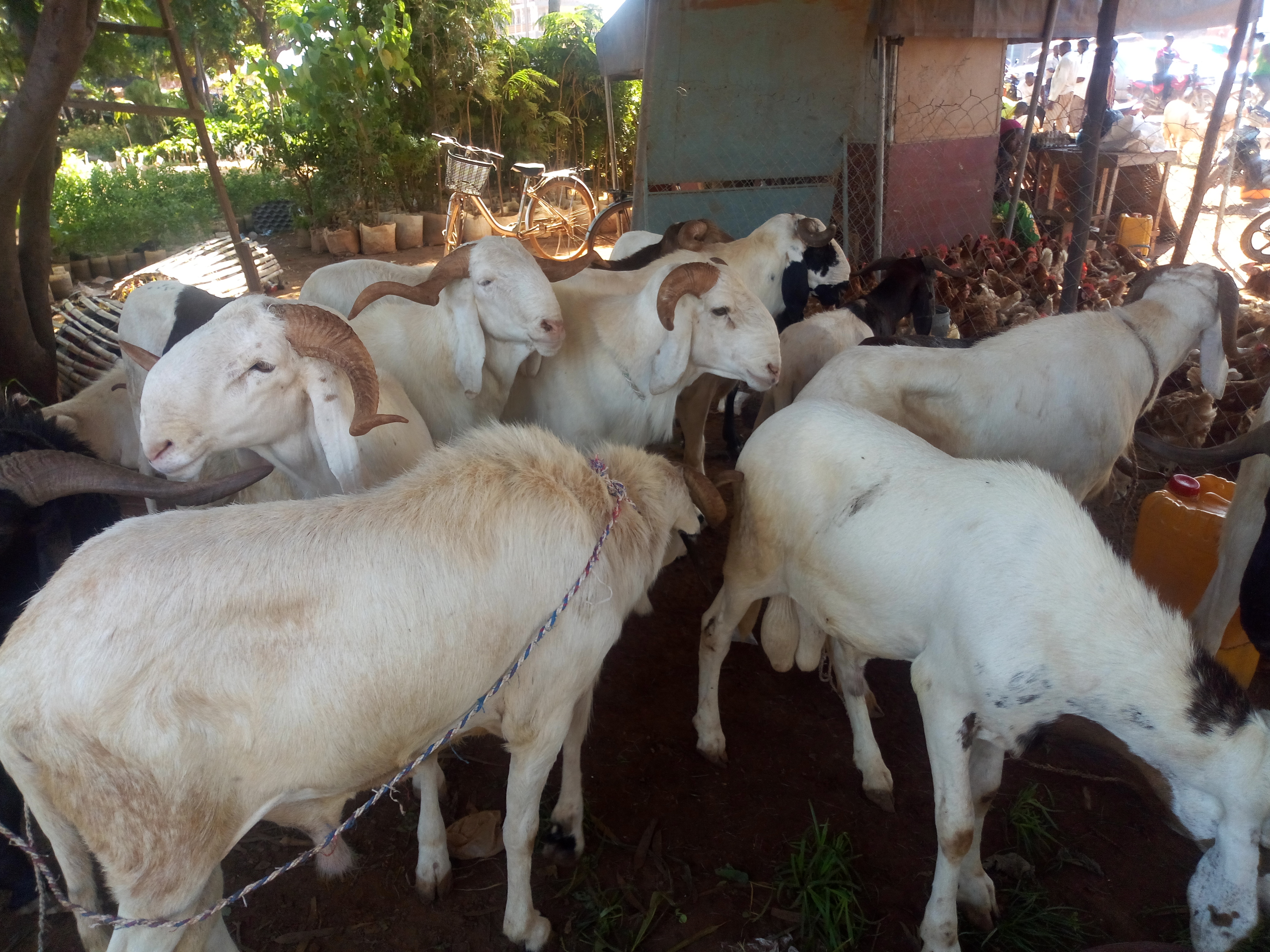 Tabaski au Burkina Faso : entre plainte de mévente du bélier et cherté ...