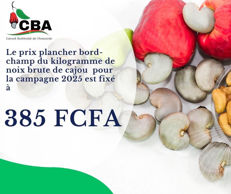 Campagne 2025 de la noix brute de cajou : Le prix plancher est fixé ...